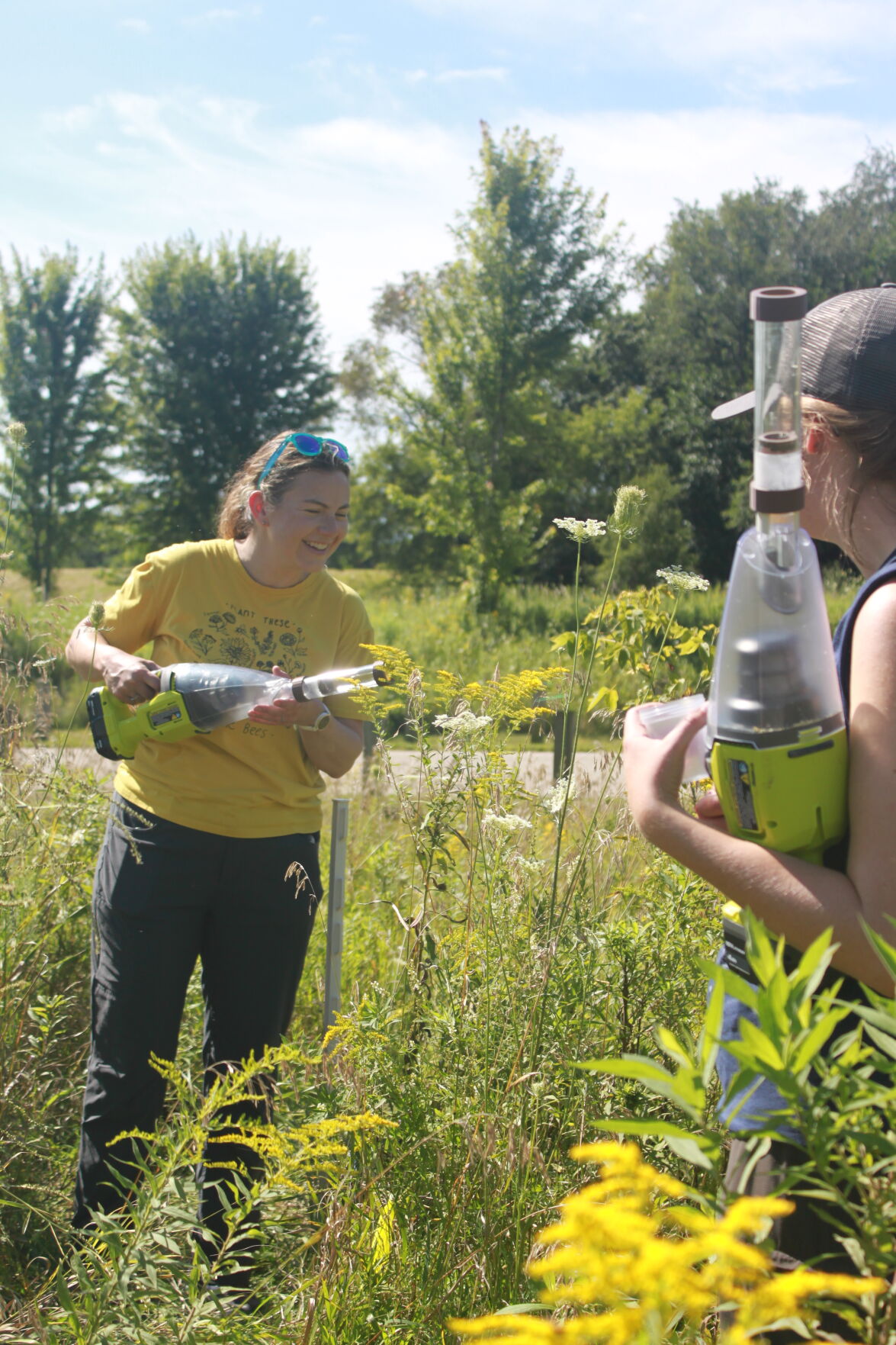 Busy bees: Researchers study bees and their habitat near farm fields ...