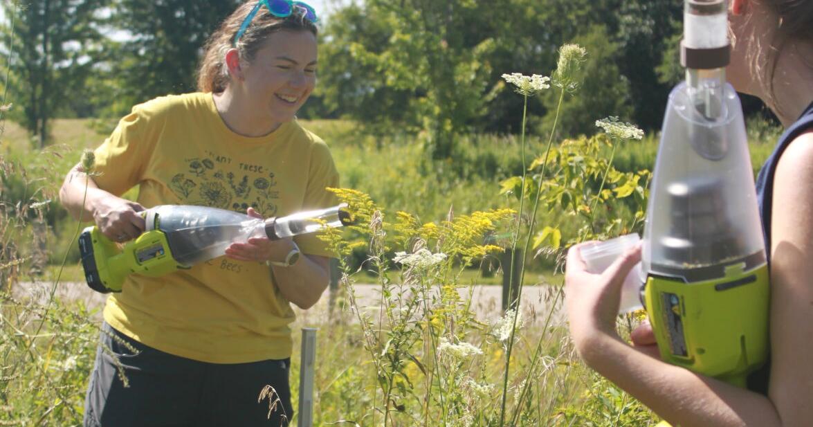 Busy bees: Researchers study bees and their habitat near farm fields ...