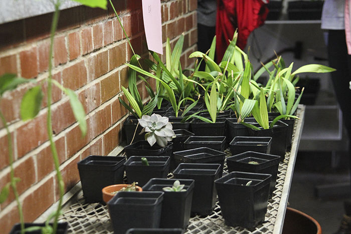 Botany Club's Annual Plant Sale (Gallery) | Gallery | oudaily.com