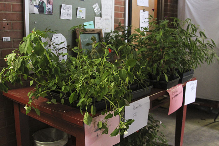 Botany Club's Annual Plant Sale (Gallery) | Gallery | oudaily.com