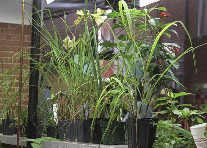 Botany Club's Annual Plant Sale (Gallery) | Gallery | oudaily.com