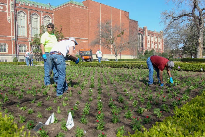 OU landscapers begin work on flower beds (photos) | Gallery | oudaily.com