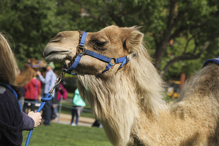 Camel rides on the South Oval | Gallery | oudaily.com