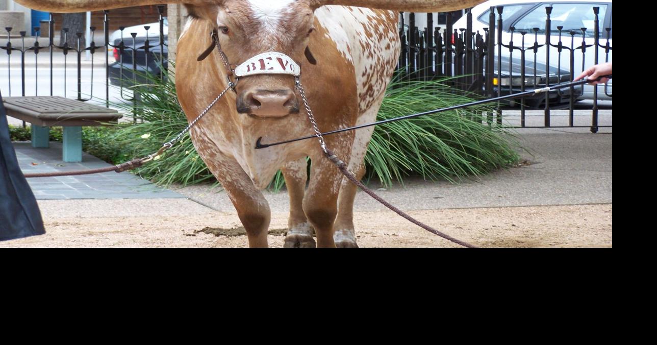 Texas Longhorns mascot BEVO XIV dies | Sports | oudaily.com