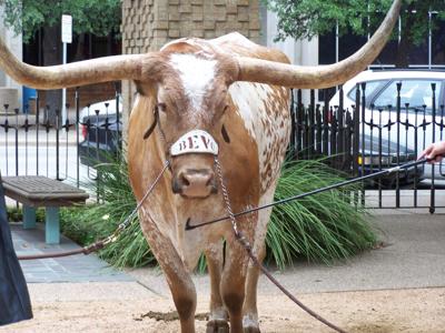 Texas Longhorns mascot BEVO XIV dies | Sports | oudaily.com