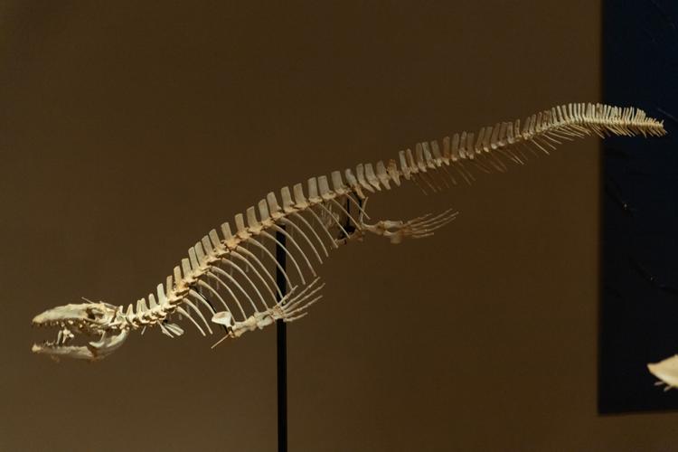 'Sahara Sea Monsters' exhibit descends on Sam Noble Museum, showcases ...