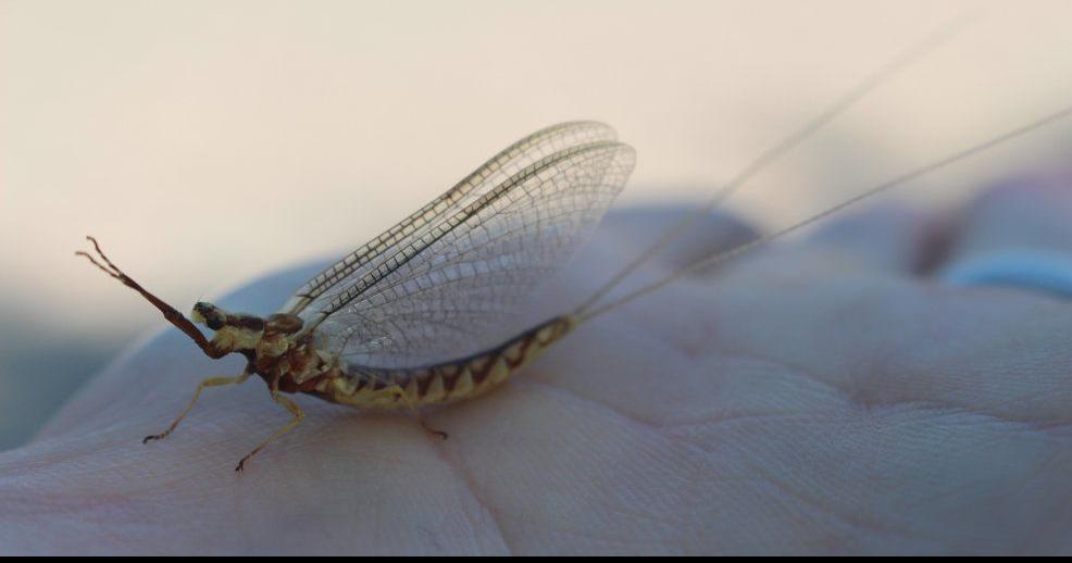 OU researchers find drastic decrease in mayfly populations in Upper ...