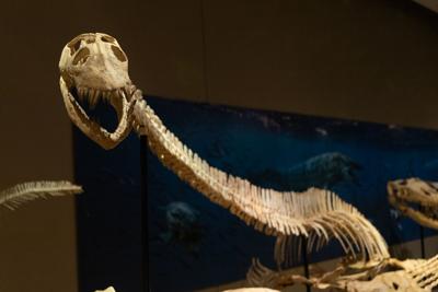 'Sahara Sea Monsters' exhibit descends on Sam Noble Museum, showcases ...