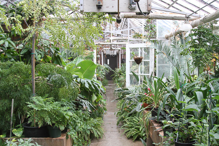 Botany Club's Annual Plant Sale (Gallery) | Gallery | oudaily.com