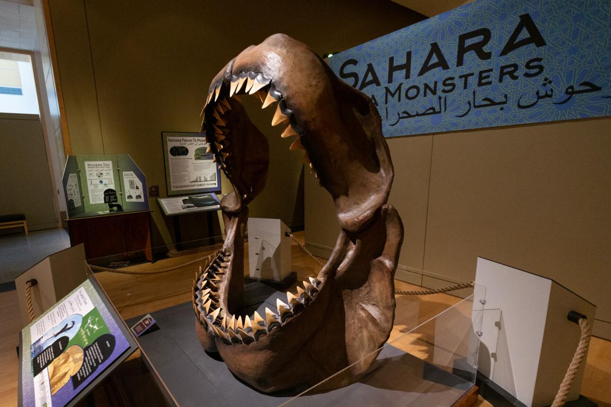 'Sahara Sea Monsters' exhibit descends on Sam Noble Museum, showcases ...