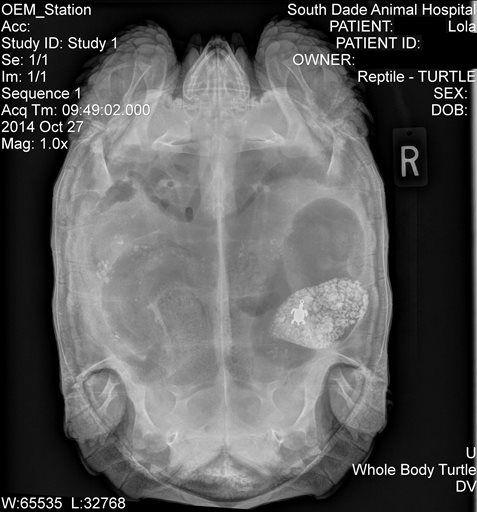 X-ray shows sick tortoise swallowed turtle pendant | News | oudaily.com