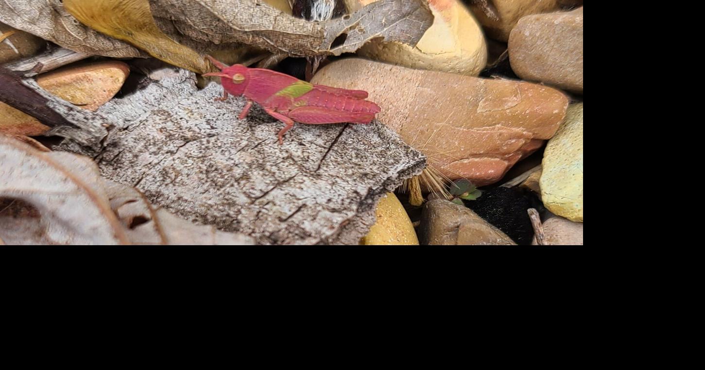 OU student finds rare pink grasshopper with erythrism | News | oudaily.com