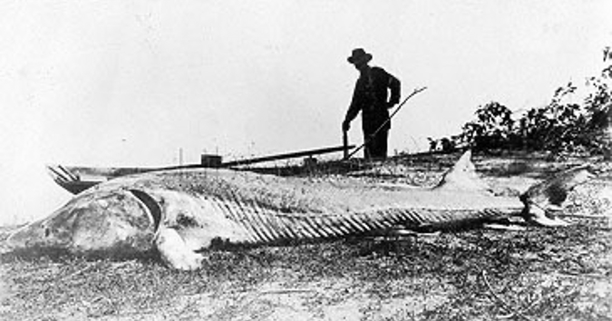 Dale Hollow’s Very Own Loch Ness Monster | Lifestyles ...
