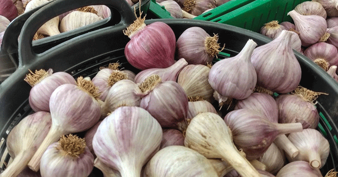 UT Extension Garlic Fest to be held in Fentress County | Agriculture ...