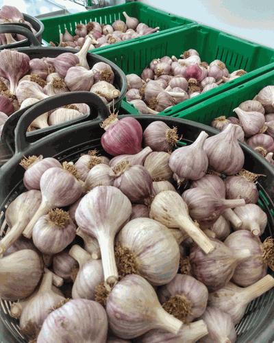 UT Extension Garlic Fest to be held in Fentress County | Agriculture ...