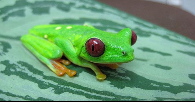 Study finds “hot” frogs overcome fungal pathogen | Lifestyles ...
