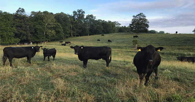 Winter cattle production tips | Agriculture | overtoncountynews.com