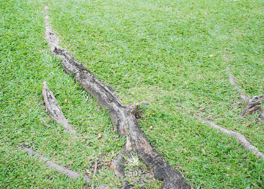 Dealing with tree surface roots | News | paragoulddailypress.com