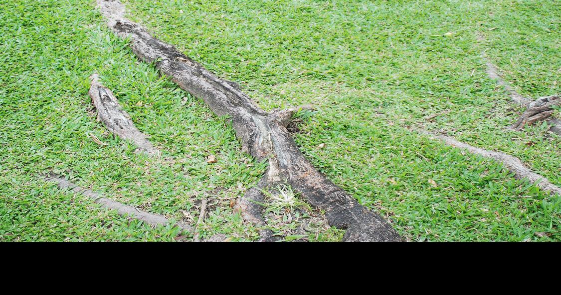 Dealing with tree surface roots | News | paragoulddailypress.com