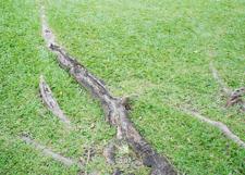 Dealing with tree surface roots | News | paragoulddailypress.com