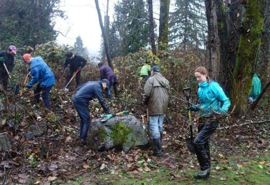 Port Moody looks to combat invasive species with new strategy | Spare ...