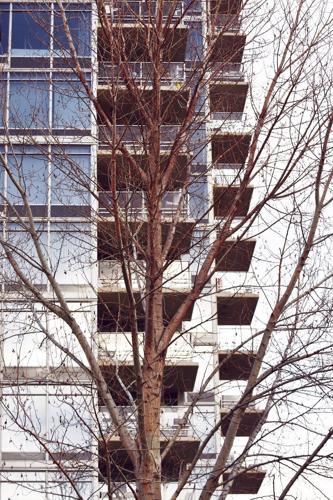 RCMP close file on Kelowna tree vandal without an arrest | News ...