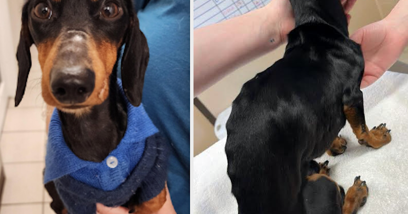 Doomed dog prompts $20K in donations to SPCA | News | pentictonherald.ca