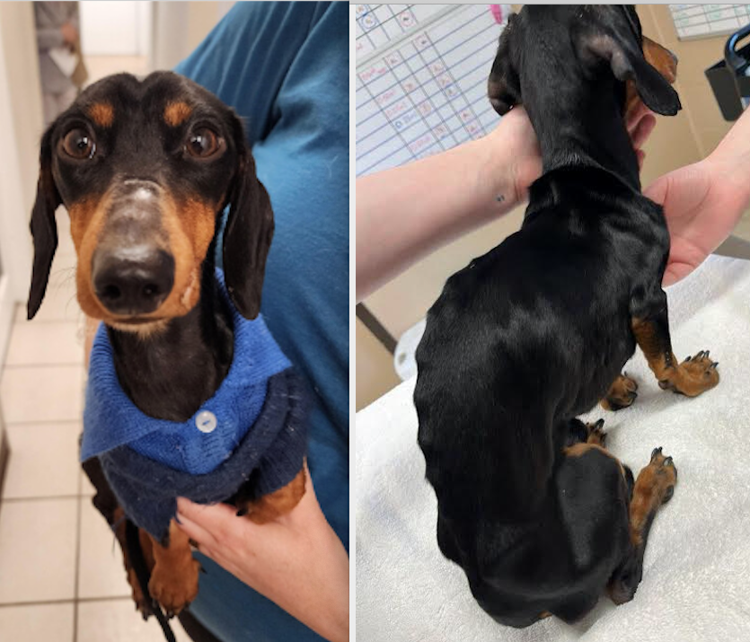 Doomed dog prompts $20K in donations to SPCA | News | pentictonherald.ca