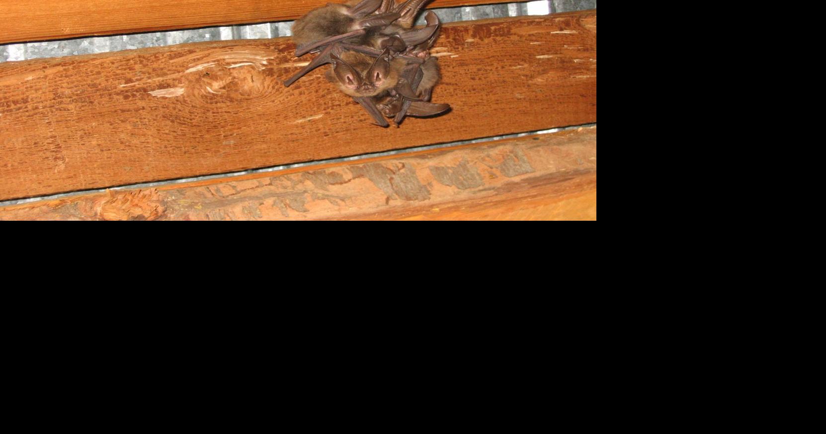 Volunteers needed: same BAT time, same BAT station | Life ...