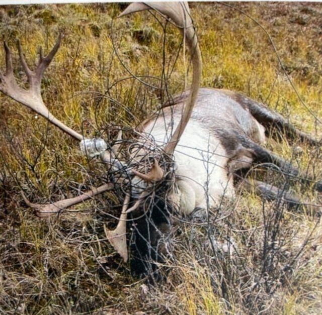 Former Dene national chief calls for Sahtu leaders to take action on ...