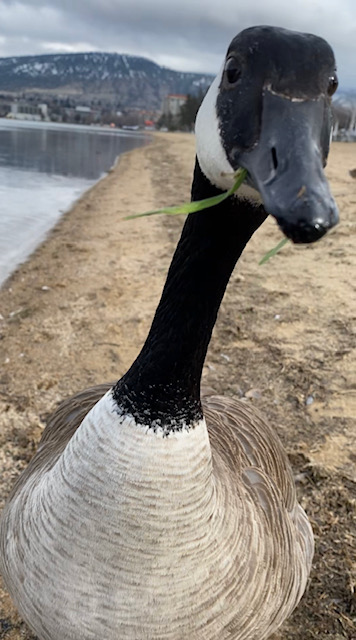 Kevin the Goose euthanized after being attacked by unleashed dog | News ...