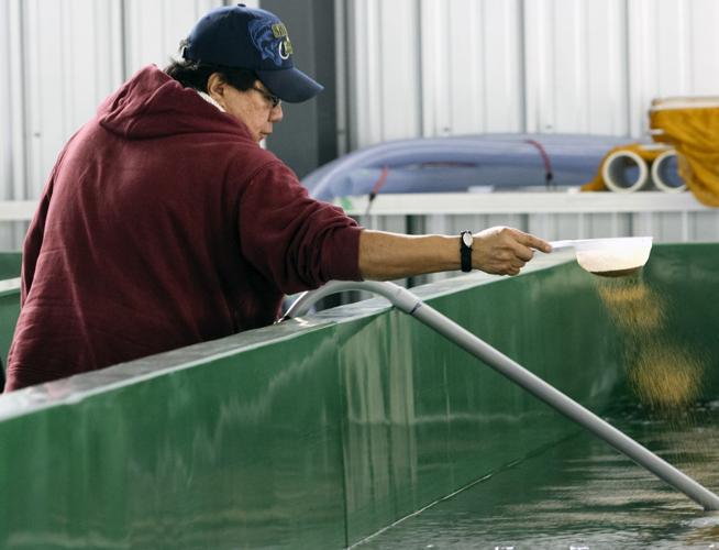 A visit to the Penticton Indian Band's fish hatchery | | pentictonherald.ca