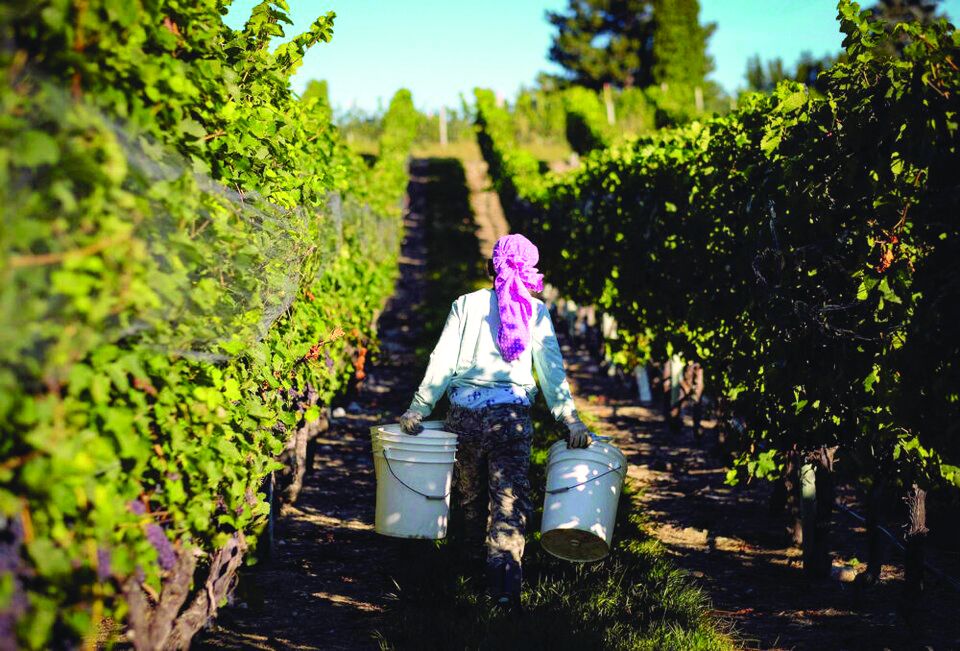 Wineries importing U.S. grapes in a bumper year | Life | pentictonherald.ca