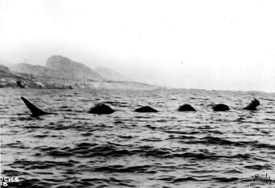 Ogopogo still swims in our memories | News | pentictonherald.ca