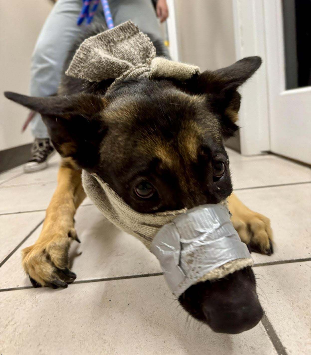 Surrendered dog's 'happy tail' amputated, SPCA says | News ...