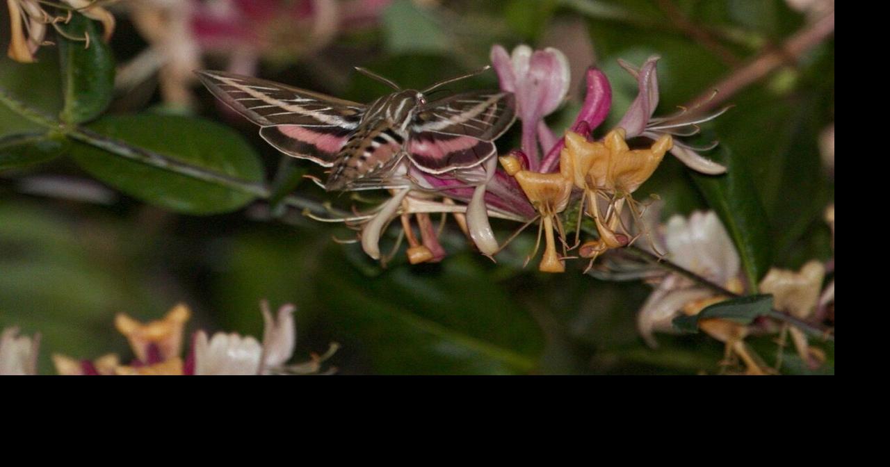 Night creature | Life | pentictonherald.ca