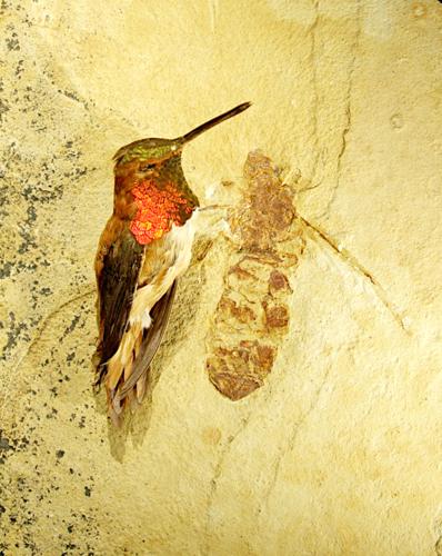 Giant ant fossil found near Princeton | News | pentictonherald.ca