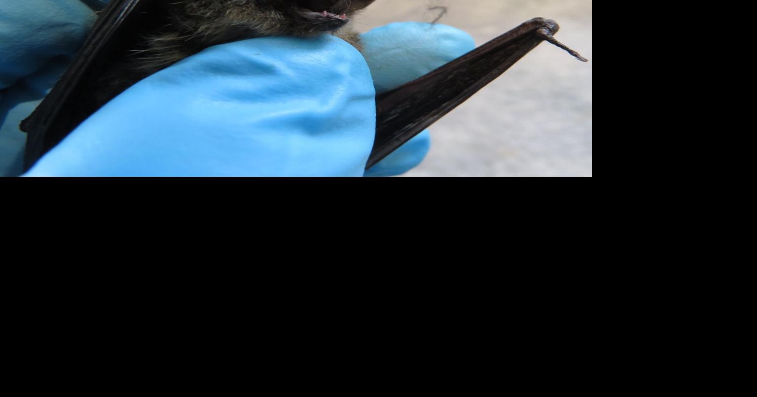 Bat season in full swing | News | pentictonherald.ca
