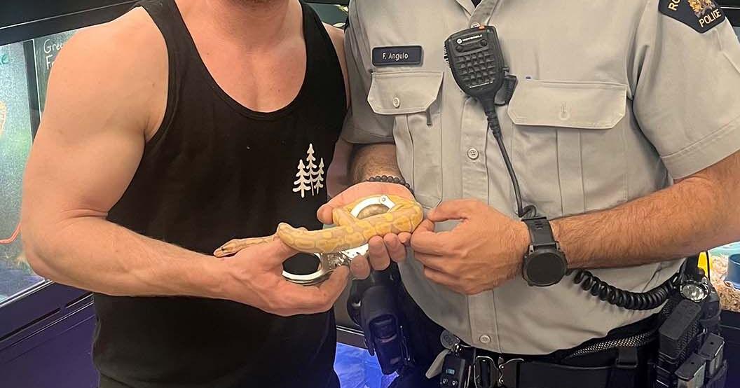 Missing banana python reunited with its owner | News | pentictonherald.ca