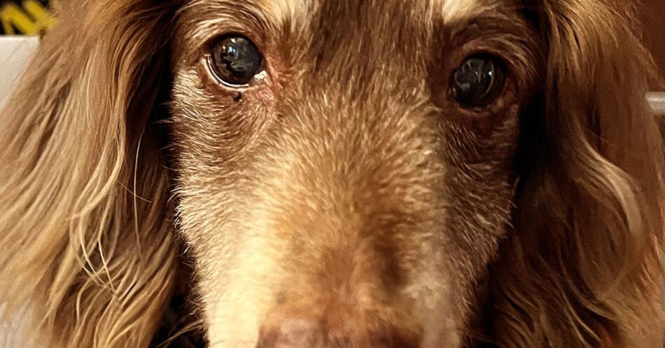 Puppy love: paying tribute to a best friend | Opinion | pentictonherald.ca