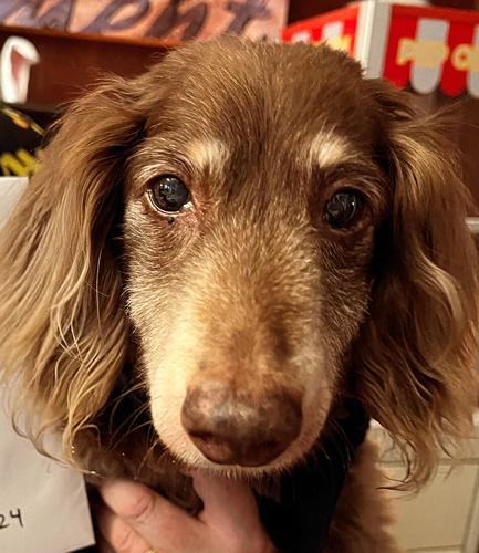 Puppy love: paying tribute to a best friend | Opinion | pentictonherald.ca