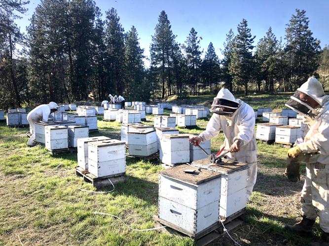 SPECIAL REPORT: Plight of the bees | News | pentictonherald.ca