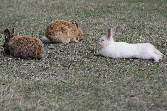 Feral rabbits more than a nuisance in Grande Prairie | Spare News ...