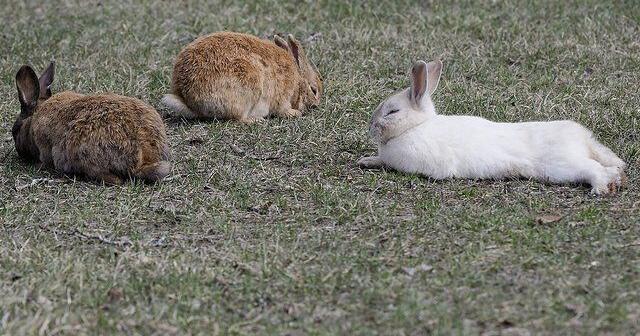 Feral rabbits more than a nuisance in Grande Prairie | Spare News ...