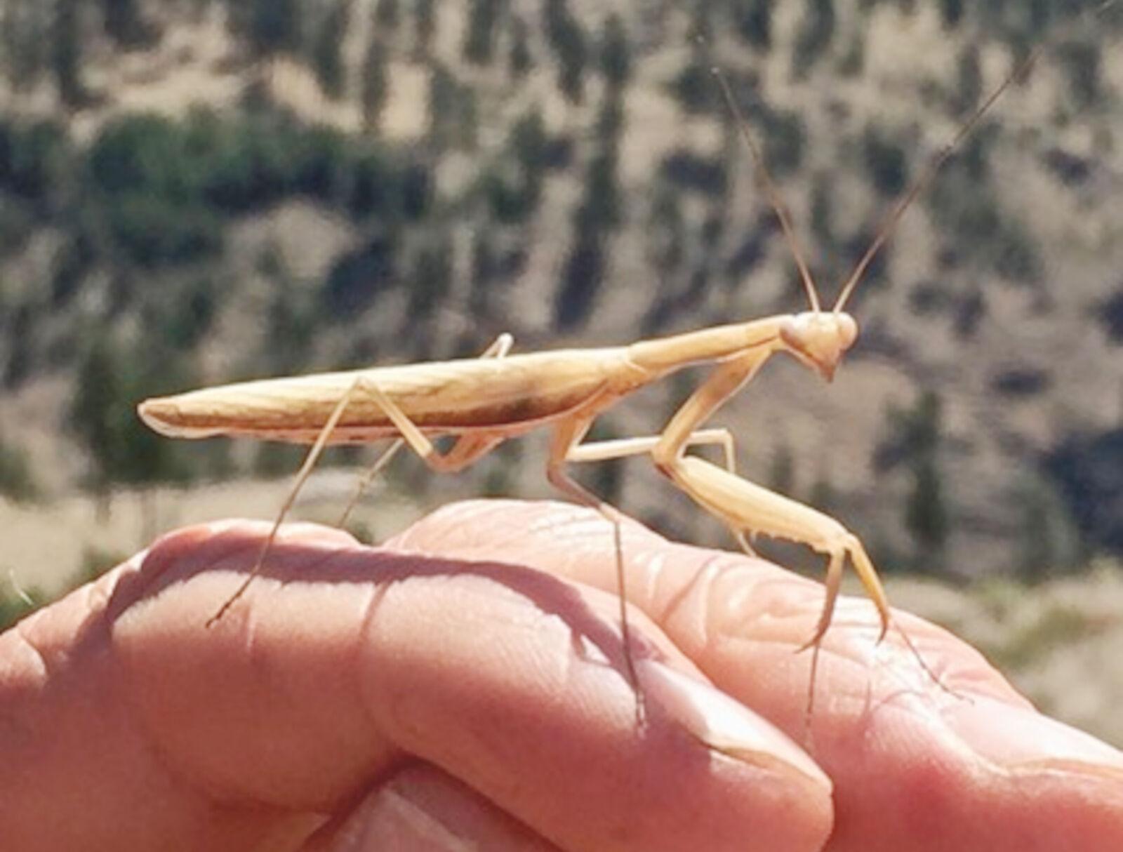VIDEO: Okanagan suits praying mantises just fine | News ...