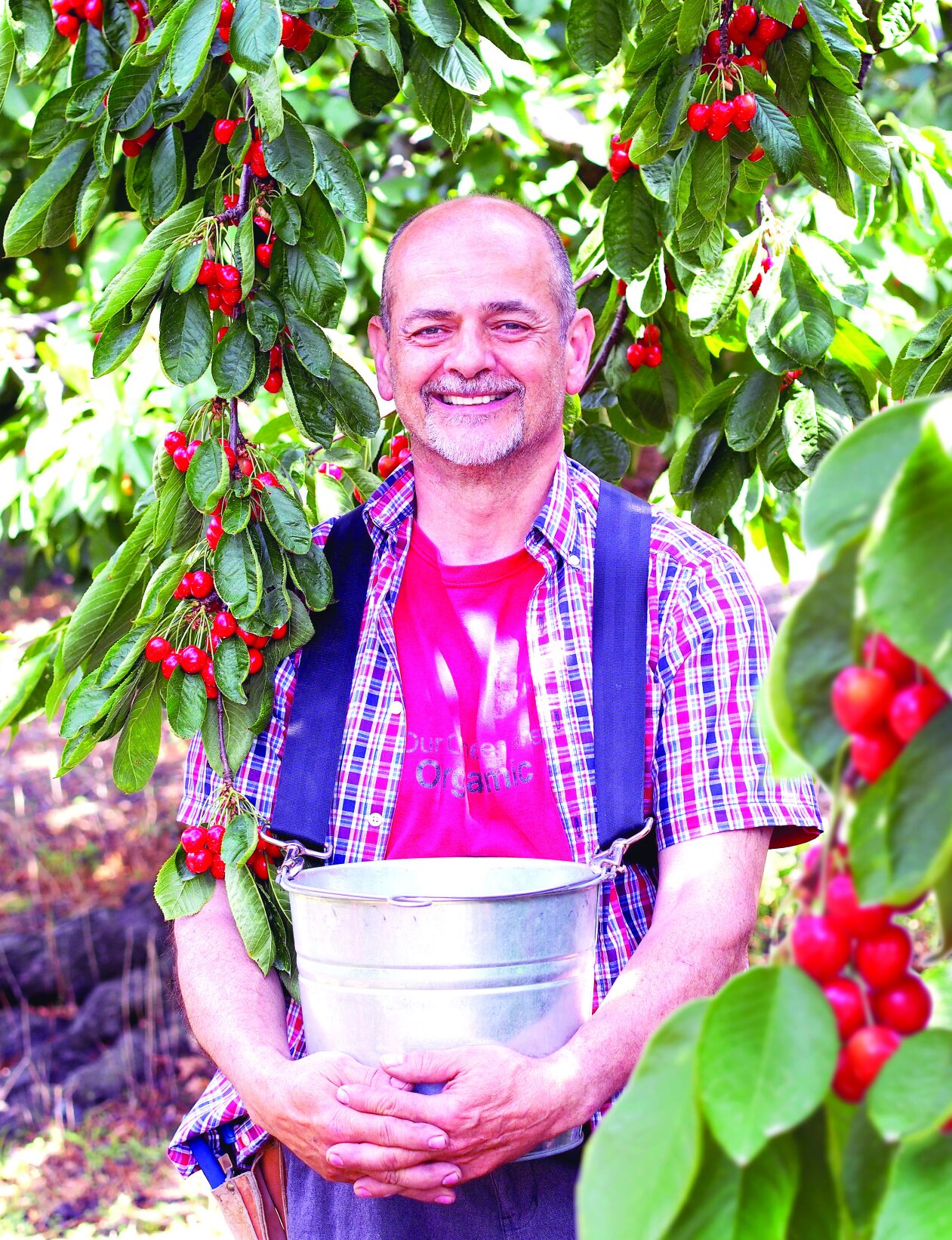 Expect a huge cherry harvest in the Okanagan | Life | pentictonherald.ca