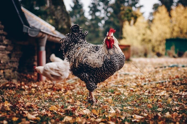 Port Colborne hatches debate on backyard chickens | Spare News ...