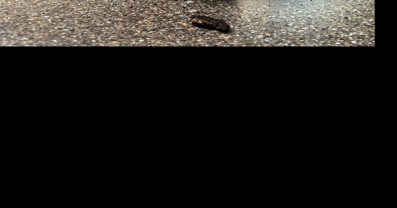 The ice cream bandit strikes in Rutland | News | pentictonherald.ca