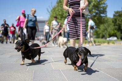 Dogs, ducks and cool clear water | Life | pentictonherald.ca
