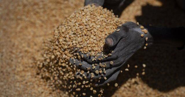 Canadian yellow peas hit with India's new 30 per cent tariff on all ...